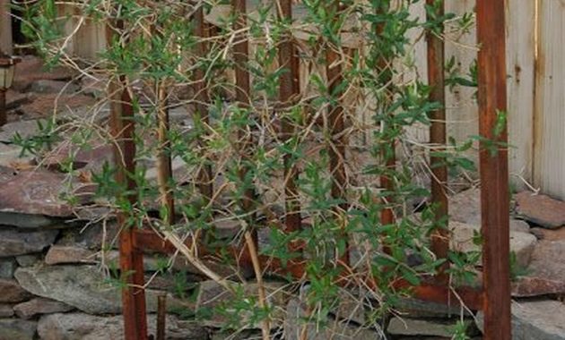 46 Rustic Front Yard Landscaping Ideas - BESTHOMISH