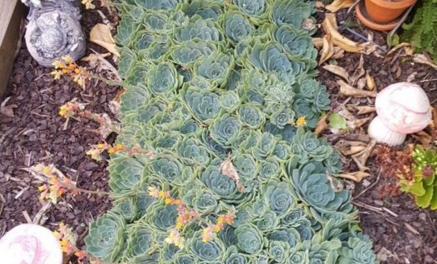 46 Rustic Front Yard Landscaping Ideas - BESTHOMISH