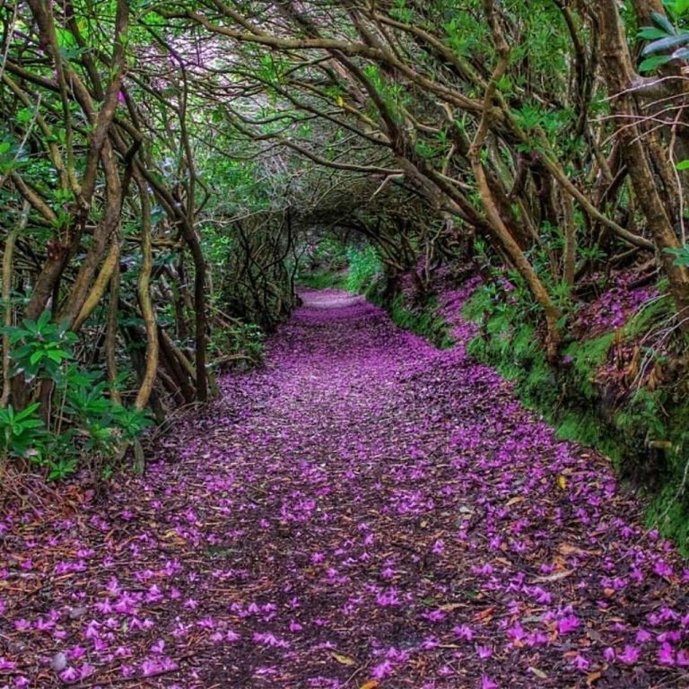 40 Incredibly Magical Tree Tunnels Worldwide You Must Walk Through Them ...