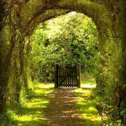 40 Incredibly Magical Tree Tunnels Worldwide You Must Walk Through Them ...