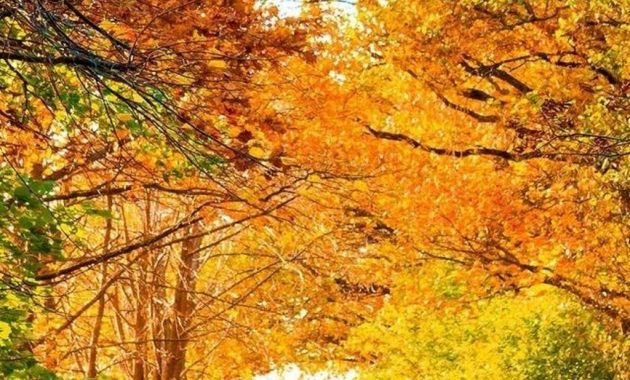 46 Soothing Autumn Landscape Ideas For This Season - BESTHOMISH