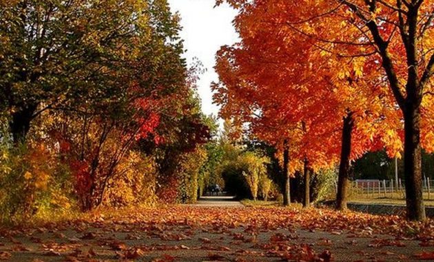 46 Soothing Autumn Landscape Ideas For This Season - BESTHOMISH